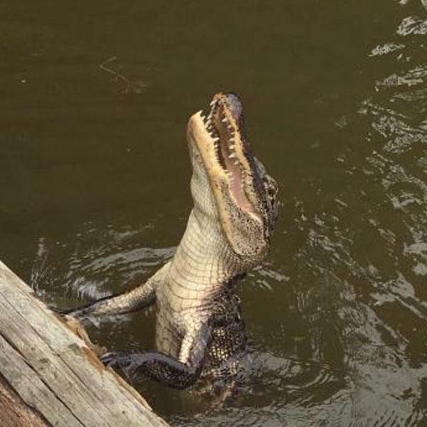 Air Boat Swamp Tours – Air Boat Swamp Tour Adventures in New Orleans ...